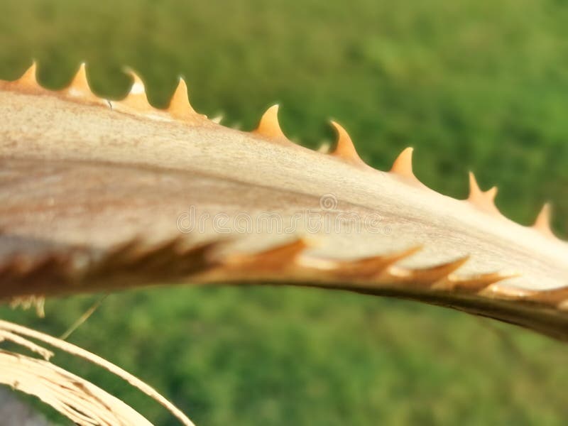 Dried Bark with Green Grass in Background Stock Image - Image of fungus ...