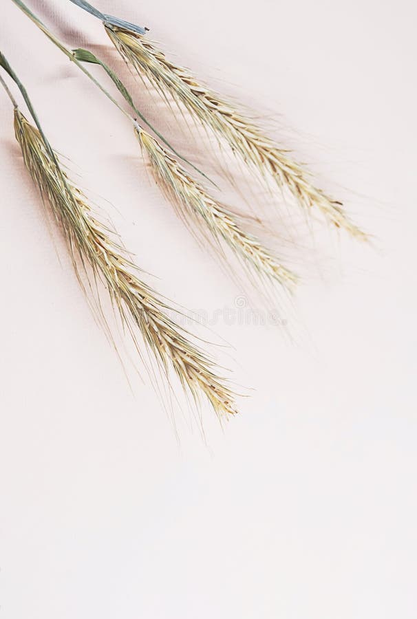 Dried Barley Spikelets on Pink Stock Photo - Image of bunch, fall ...