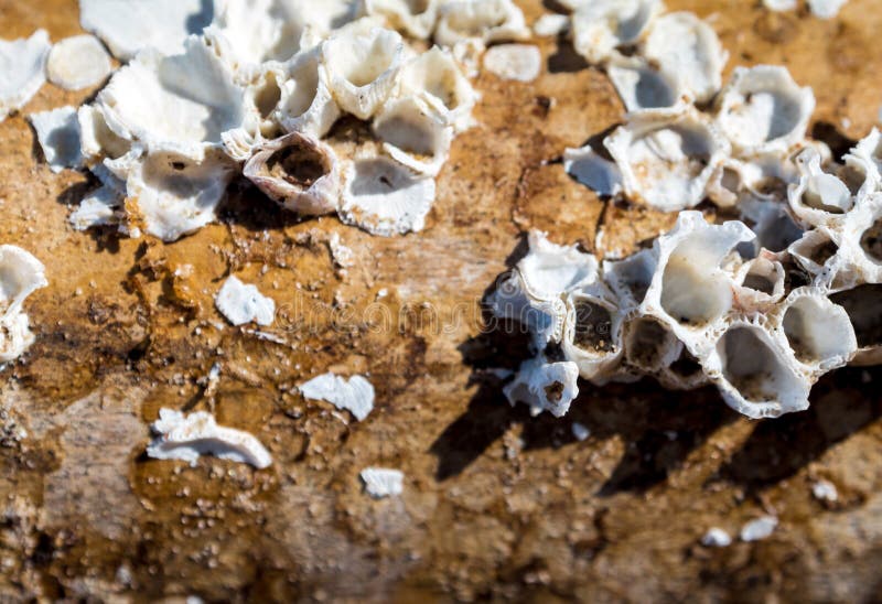 Barnacle Shell Stock Photos - Download 1,029 Royalty Free Photos