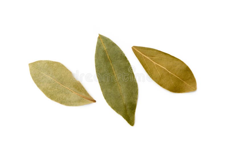 Dried bay leaf stock image. Image of background, brown - 148748519