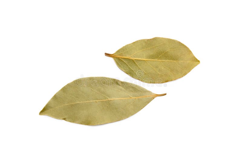 Dried bay leaf stock photo. Image of closeup, background - 148352544