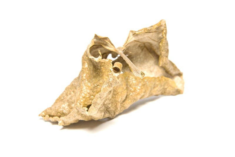 Tobacco Bay Leaf Background Stock Photos - Free & Royalty-Free Stock ...