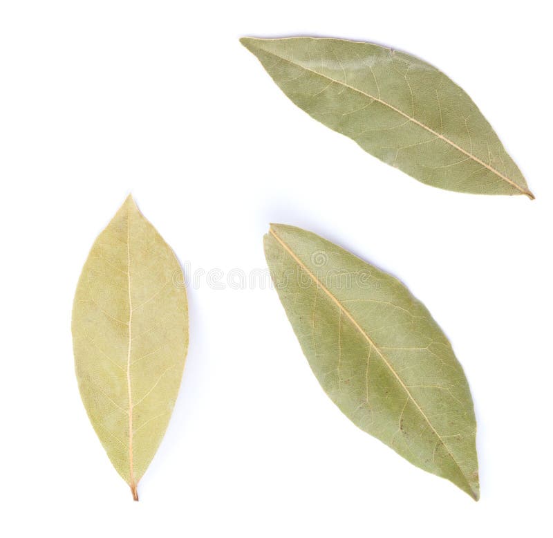 Dried bay leaves stock photo. Image of dried, herbal - 30237230