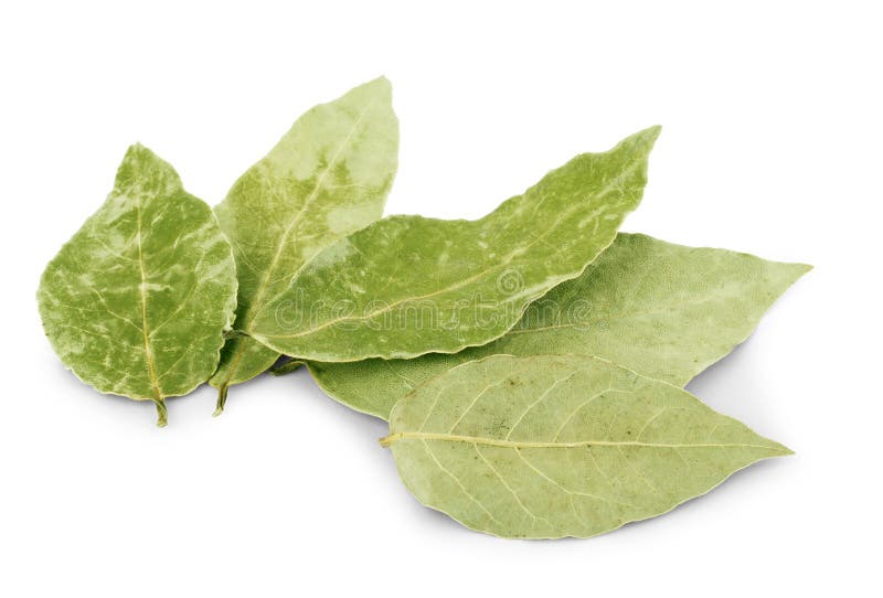 Dried Bay Leaves Isolated on White Background Stock Image - Image of ...