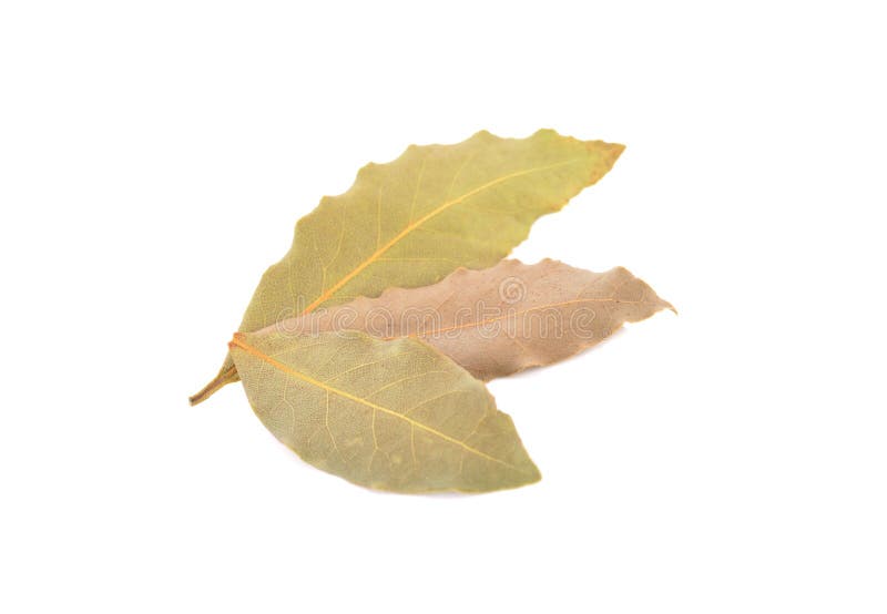 Dried Bay Leaves on White Background Stock Photo - Image of glass ...