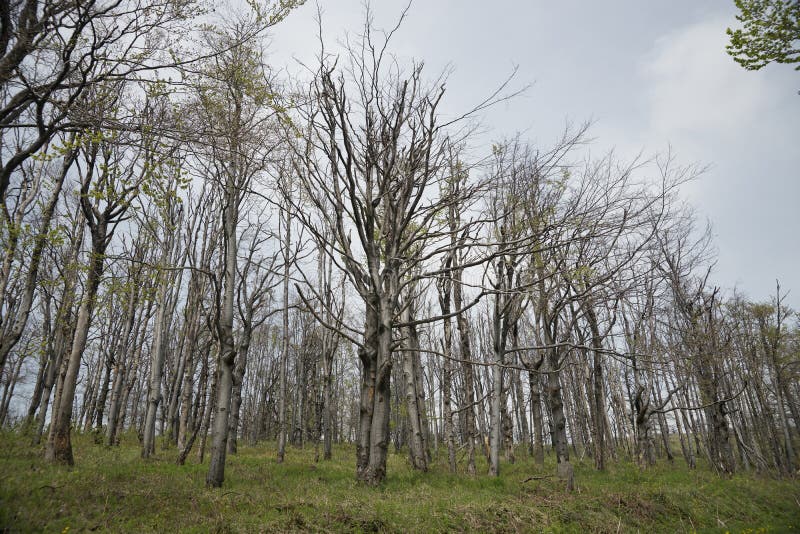 Dried beech trees stock image. Image of branches, meadow - 91857719