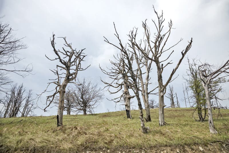 Dried beech trees stock image. Image of autumn, environment - 91857815