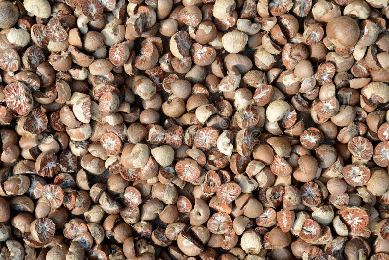 Dried beetle nuts stock image. Image of chew, agriculture - 31514499