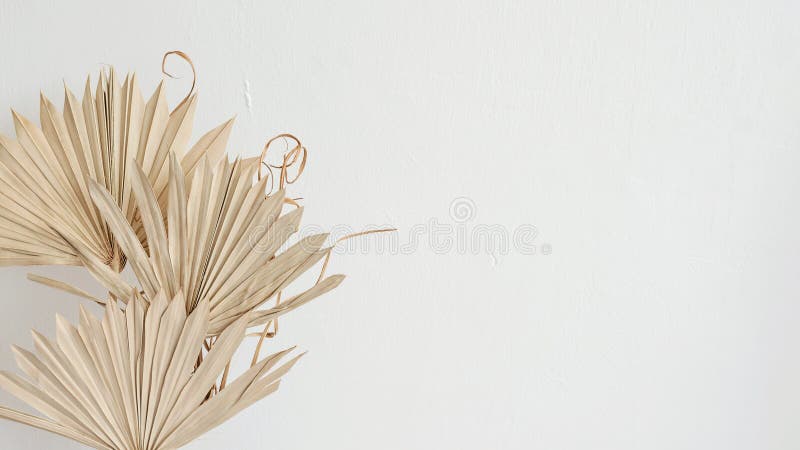 Dried Beige Palm Leaves on Empty Neutral White Wall Background. Floral ...
