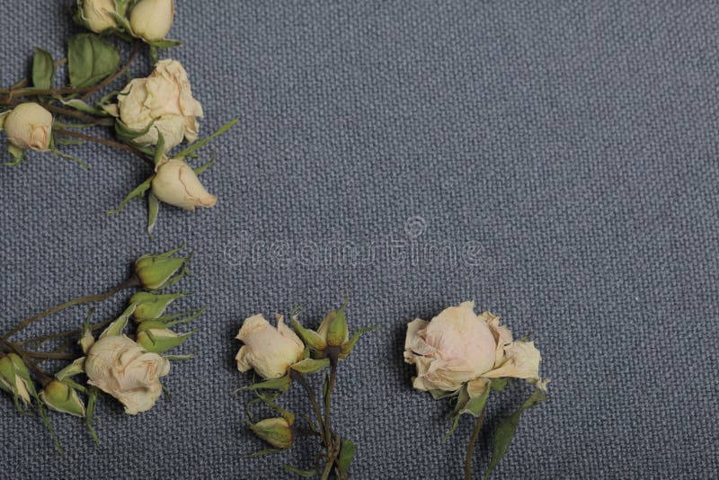 Dried Beige Roses. Against the Background of Gray Fabric Rough Texture ...