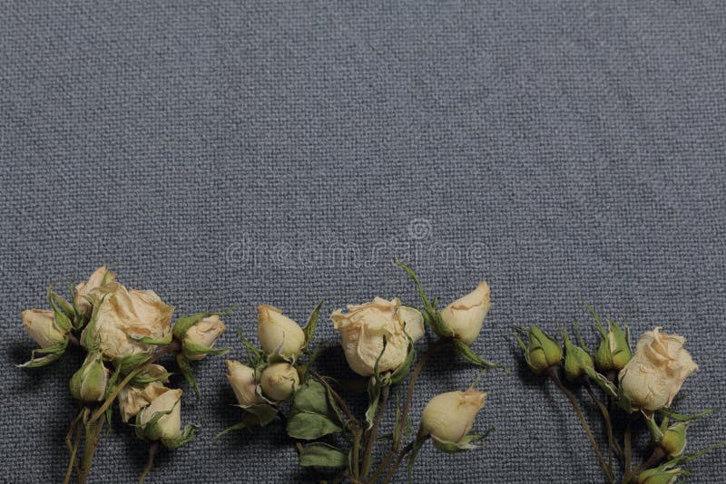 Dried Beige Roses. Against the Background of Gray Fabric Rough Texture ...