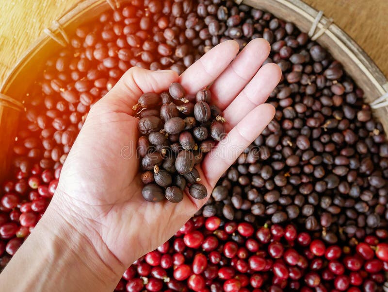 Dried Berries Coffee Beans in Hand ,coffee Beans Berries Drying with ...