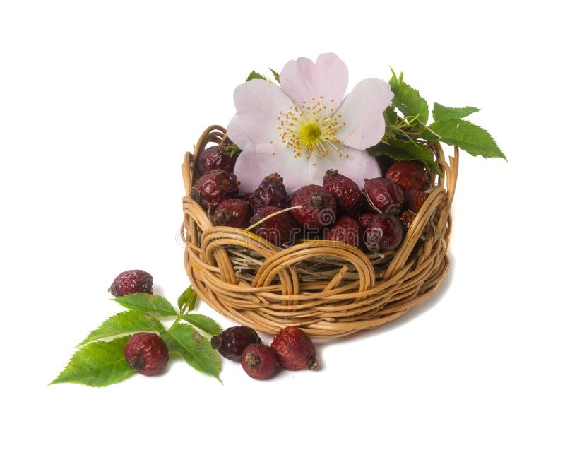 Dried Berries and Flowers of Wild Rose Isolated on White Background ...