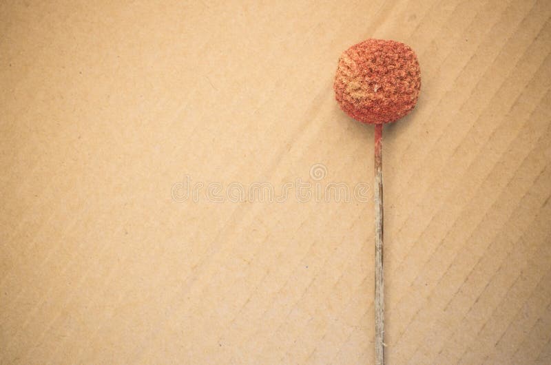 Billy Buttons Stock Illustrations – 171 Billy Buttons Stock ...