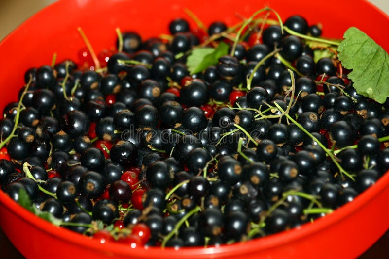 Freshly Picked Black Currants Stock Photo - Image of ripe, black: 11151436