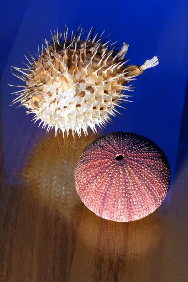 Dried the Blowfish and a Sea Hedgehog. Stock Photo - Image of hedgehog ...