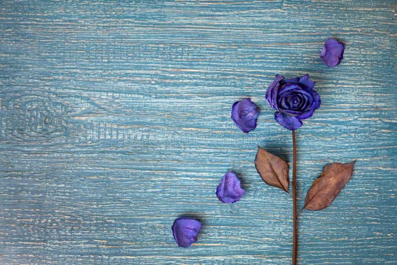 Blue Dried Rose on Empty Old Wooden Background Stock Photo - Image of ...