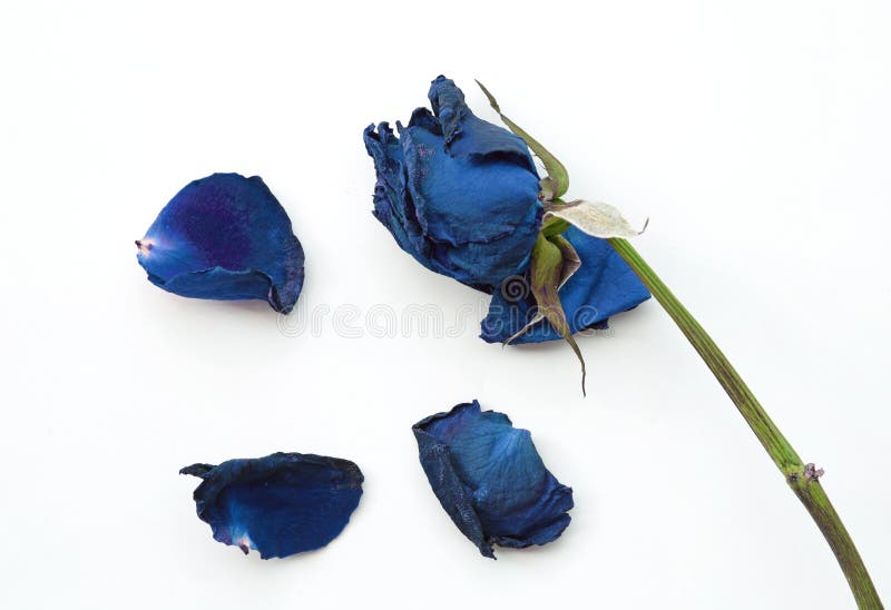 Dried Red Rose Petals on White Stock Photo - Image of arrangement, rose ...