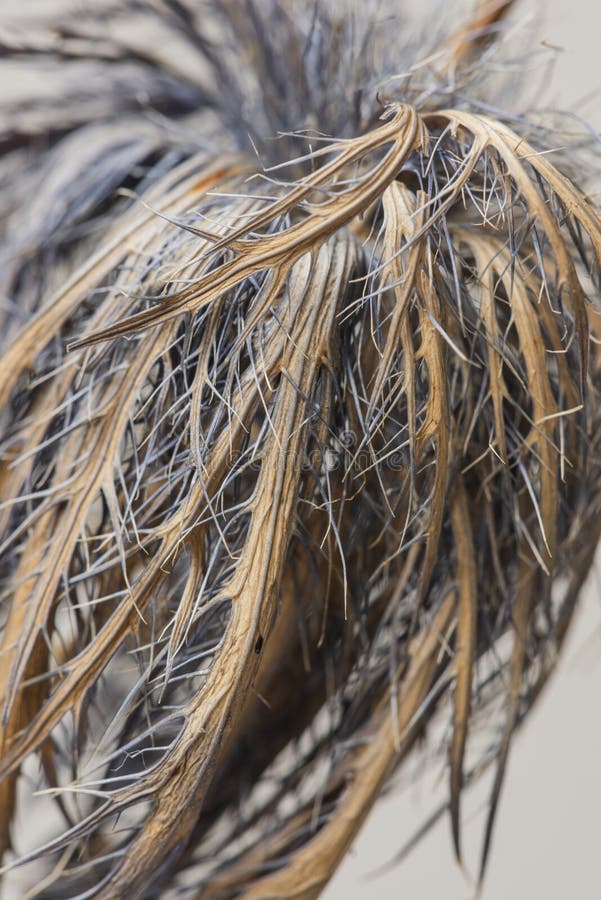 Dried blue rose stock image. Image of blank, bright - 142750389