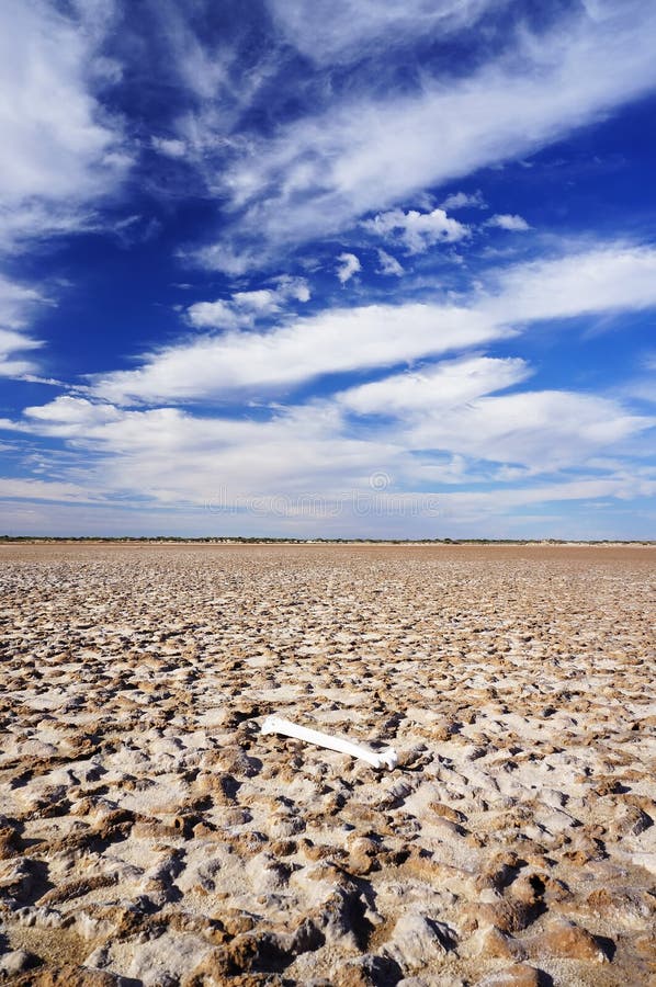 Dried bone stock photo. Image of desert, bone, plains - 25459328