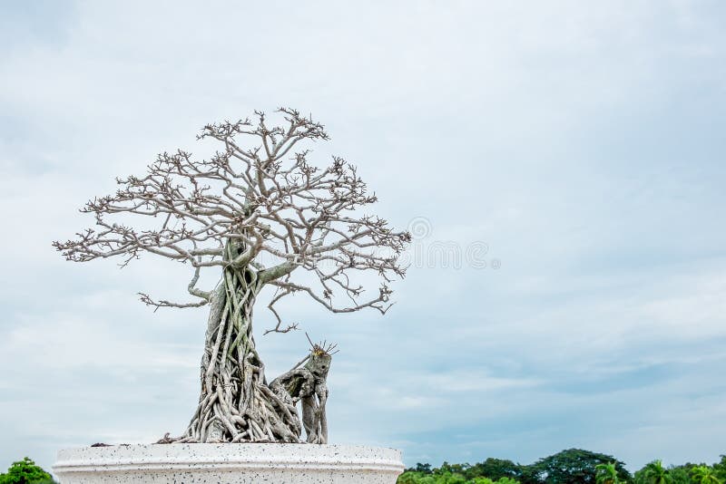 Dried Bonsai In Park With Blue Sky Stock Photo - Image of blue, branch ...