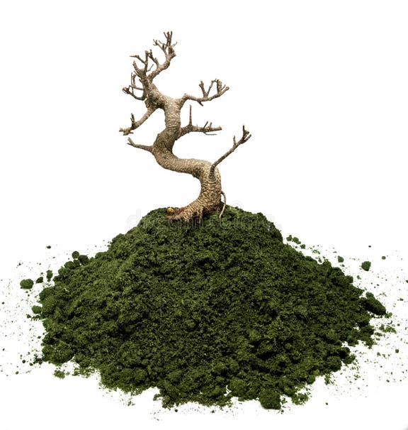 Dried bonsai tree stock image. Image of fade, bonsai - 16941433