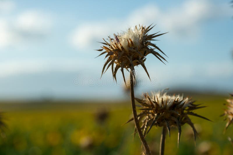 Dried Borage Thistle in the Field , Skewers Stock Photo - Image of ...