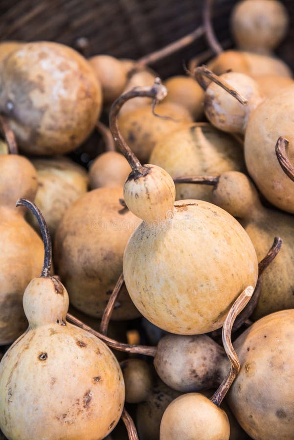 Dried Bottle Gour in Chiangmai Stock Image - Image of chiangmai ...