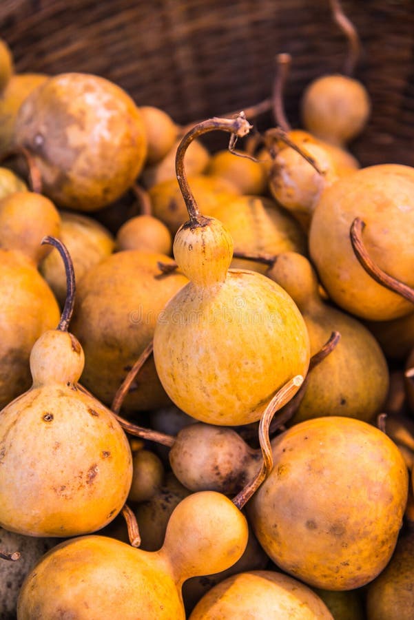 Dried Bottle Gour in Chiangmai Stock Image - Image of nature, detail ...