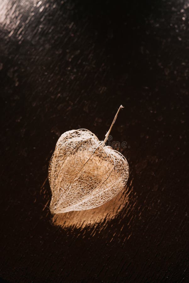 Dried Box from the Fruit of Physalis Stock Photo - Image of orange ...