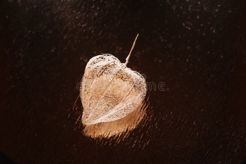 Dried Box from the Fruit of Physalis Stock Image - Image of gold ...