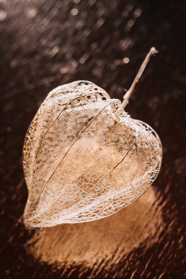 Dried Box from the Fruit of Physalis Stock Image - Image of beauty ...