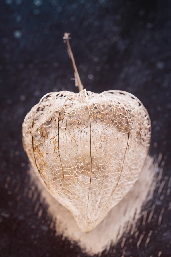Dried Box from the Fruit of Physalis Stock Photo - Image of fruit, fall ...