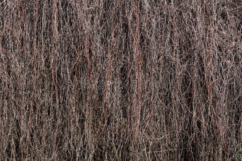 Dried Branches on the Building Wall Stock Photo - Image of frame ...
