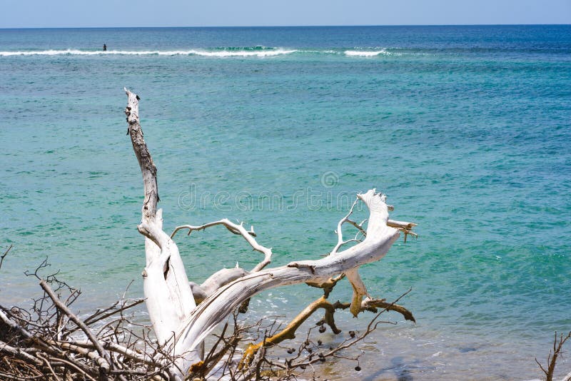 Dried Branches on the Beach Stock Image - Image of construction ...