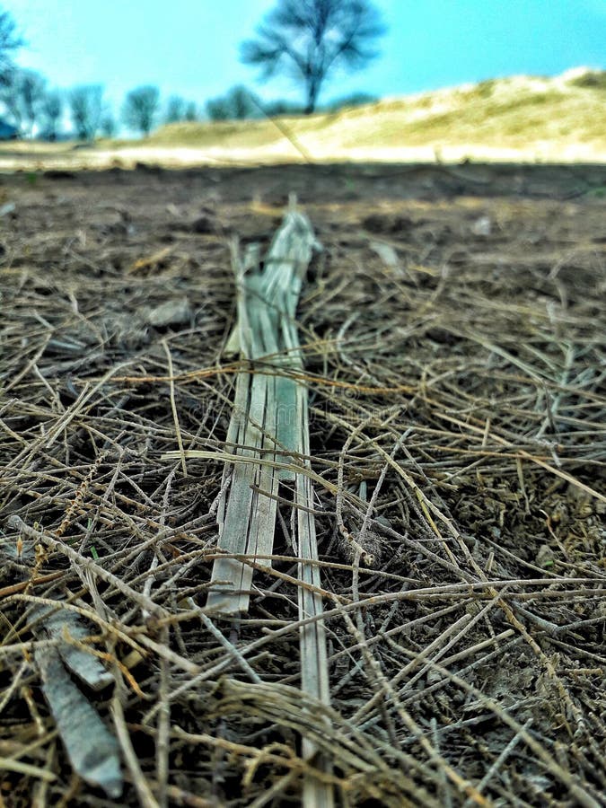 Dried Branches of Tree in Fall Stock Image - Image of fall, branches ...