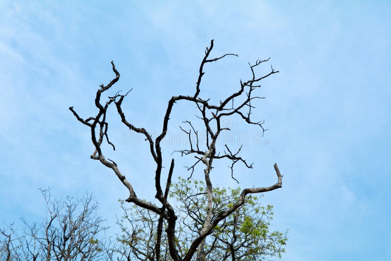 Dried Branches of Trees Against Blue Sky Stock Image - Image of angle ...