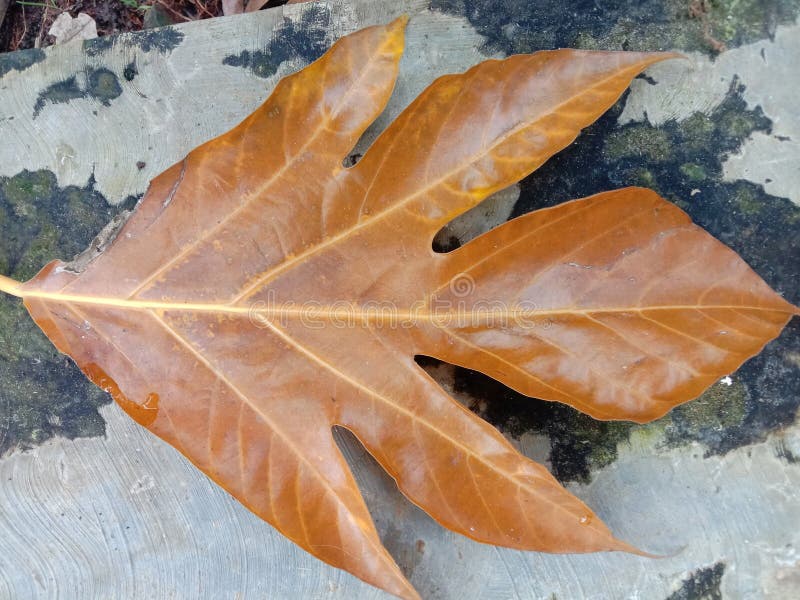 Dried Breadfruit Leaves are Dried Breadfruit Tree Leaves, Oval in Shape ...