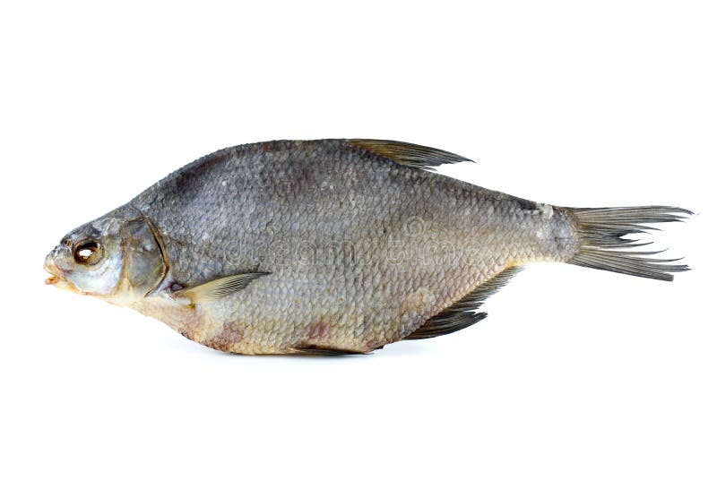 Dried bream fish stock photo. Image of isolated, single - 13065250