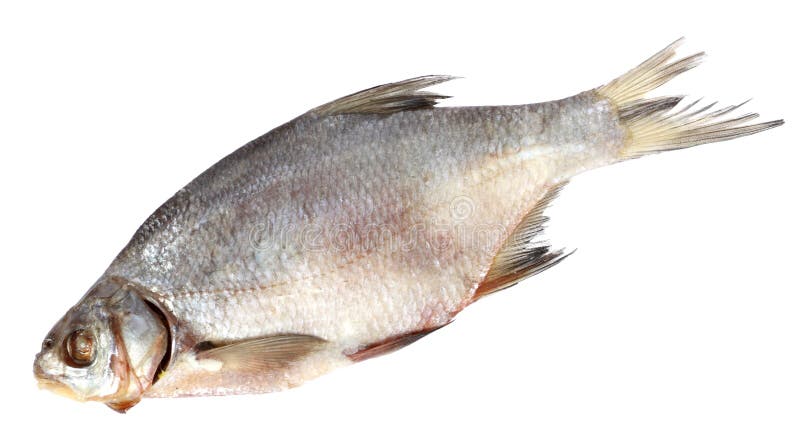 Dried bream fish stock photo. Image of isolated, single - 13065250