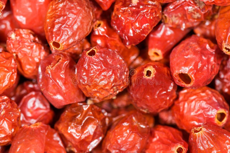 Dried brier stock image. Image of wild, dried, rose, plant - 33397485