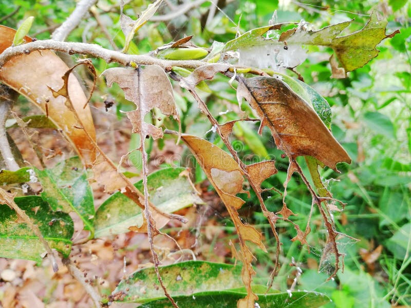Dried and Broken Leaves in Tolima Stock Photo - Image of foliage ...