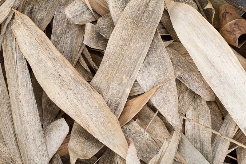 657 Dried Bamboo Leaves Texture Stock Photos - Free & Royalty-Free ...