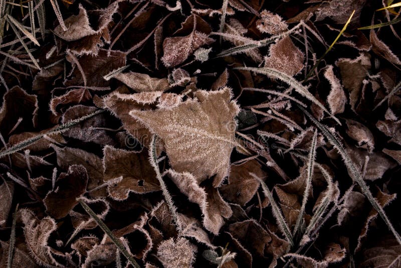 Dried Brown Leaves on the Ground Editorial Image - Illustration of ...
