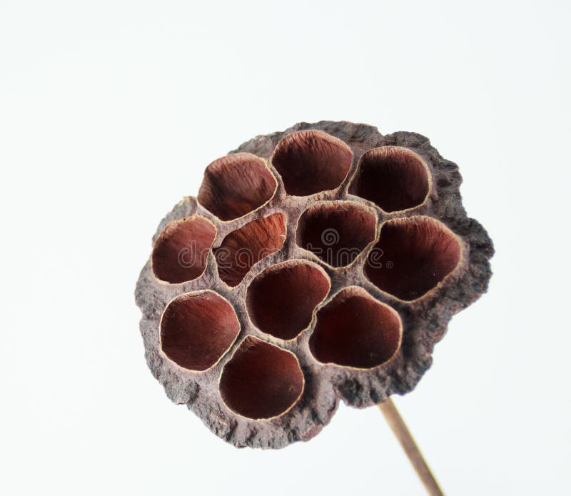 Dried brown lotus seed pod stock image. Image of flower - 62102301
