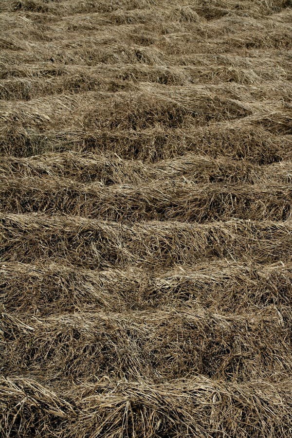 Dried Brown Plants in a Fallow Time Stock Photo - Image of earth ...