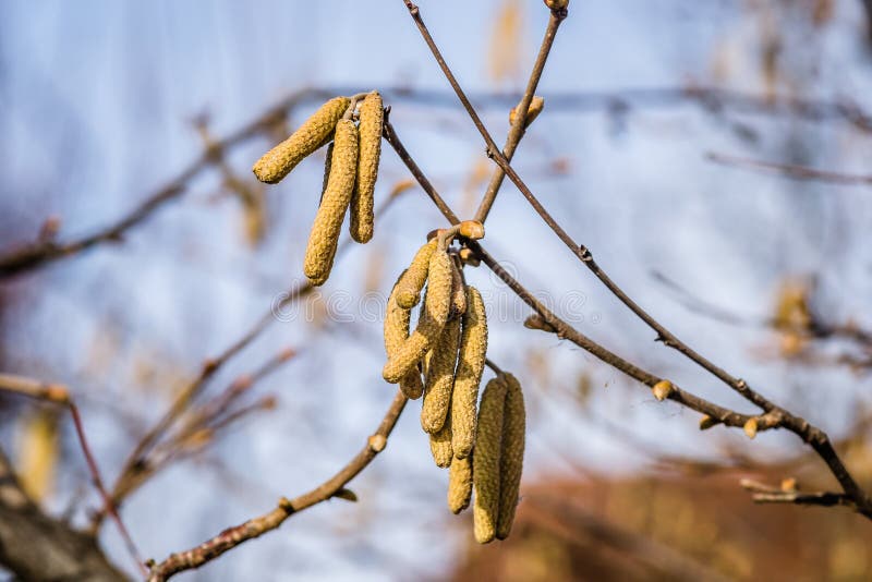 The Buds on the Branches of Hazelnut Stock Image - Image of detail ...