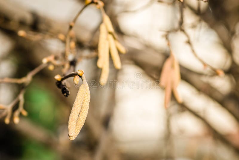The Buds on the Branches of Hazelnut Stock Image - Image of buds ...