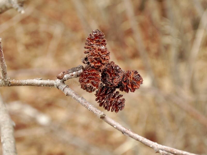 Dried buds stock image. Image of forest, nature, cold - 62850335