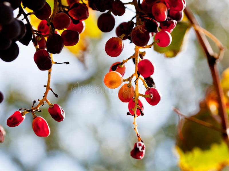 Dried bunch of red grapes stock photo. Image of agrarian - 34251824
